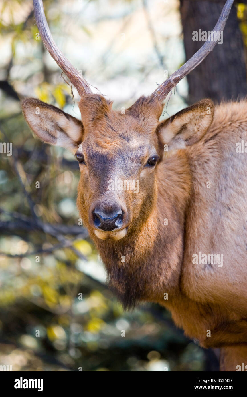 Portrait of a young bull Stock Photo - Alamy