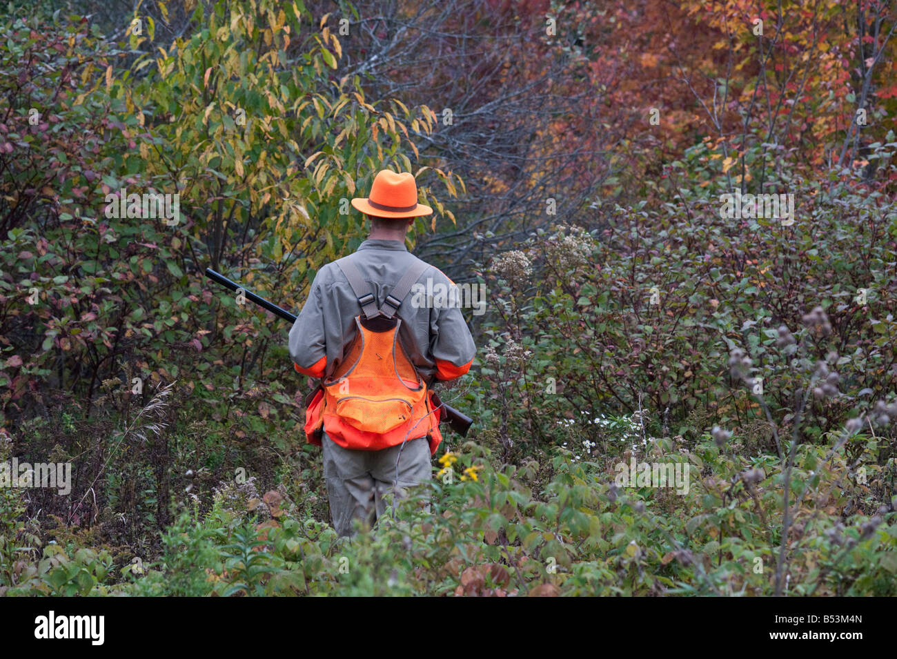 Woodcock grouse partridge hunting hi-res stock photography and images ...
