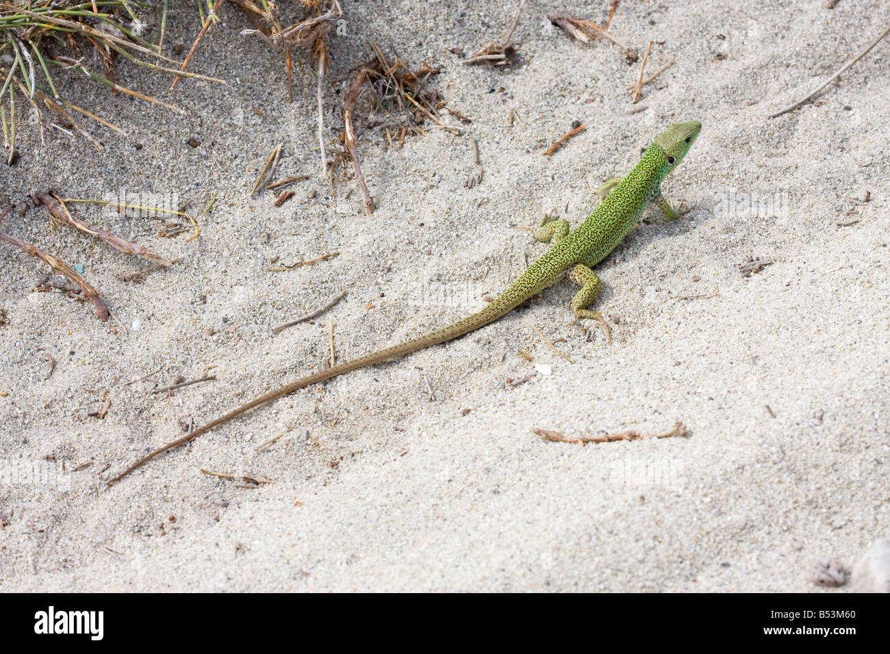 Full body lizard hi-res stock photography and images - Alamy