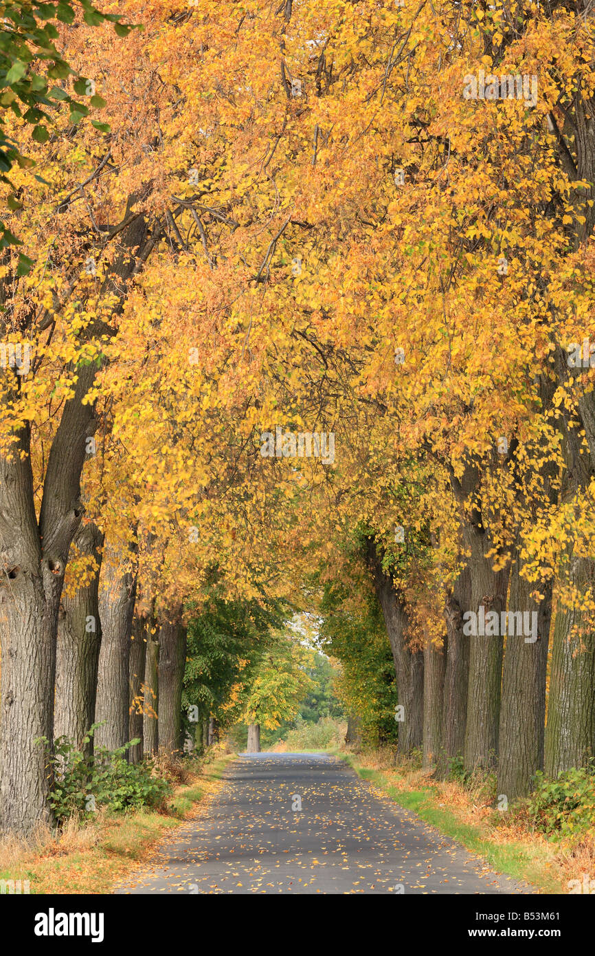 Old lime trees lane in autumn Tilia cordata Stock Photo - Alamy