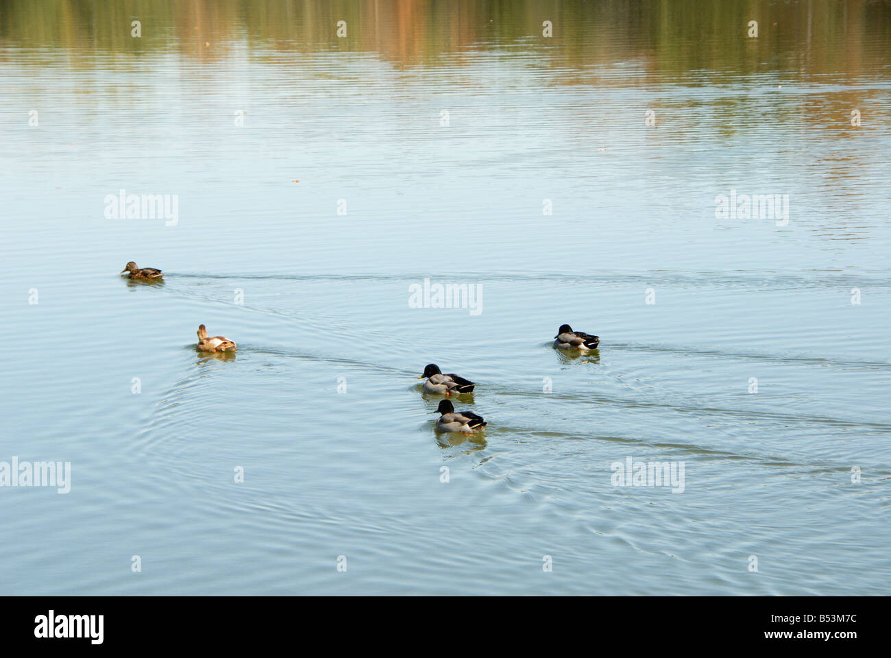 fall scene across lake pond with swimming ducks Stock Photo - Alamy
