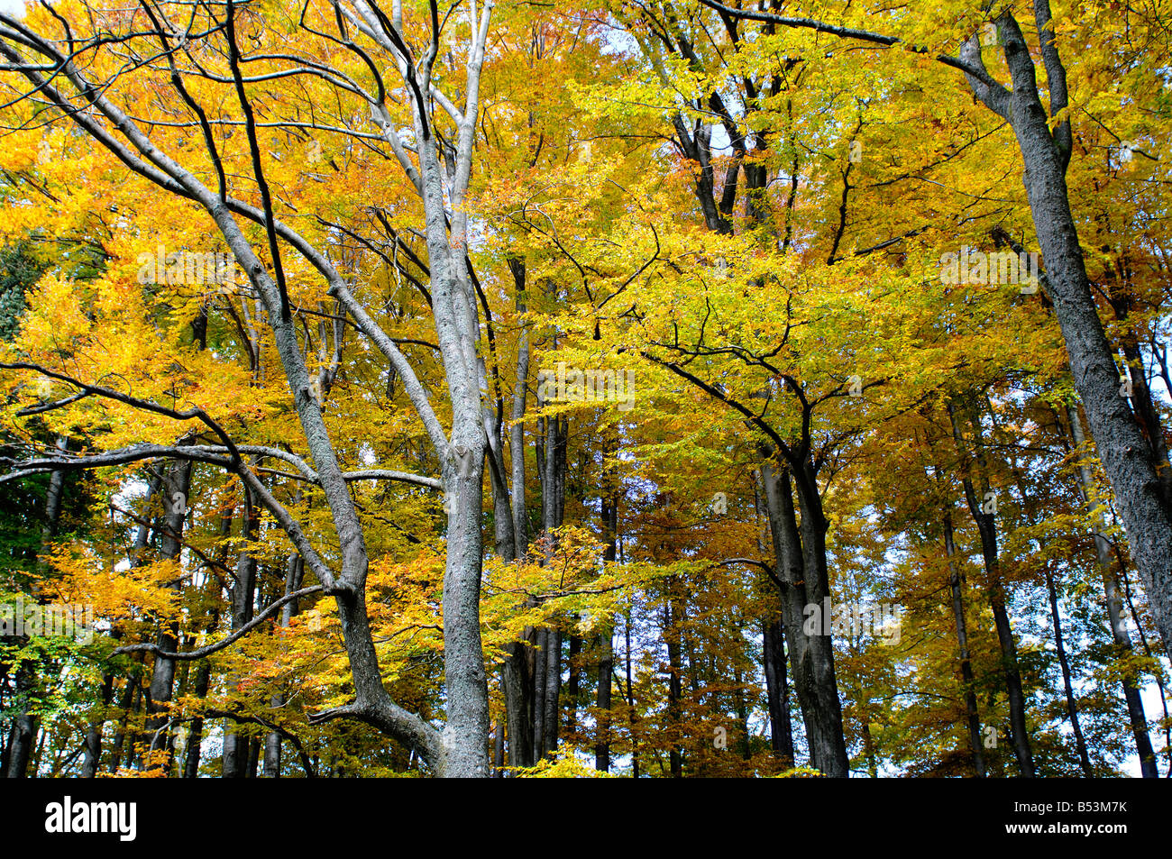 Beech trees in autumn Stock Photo - Alamy