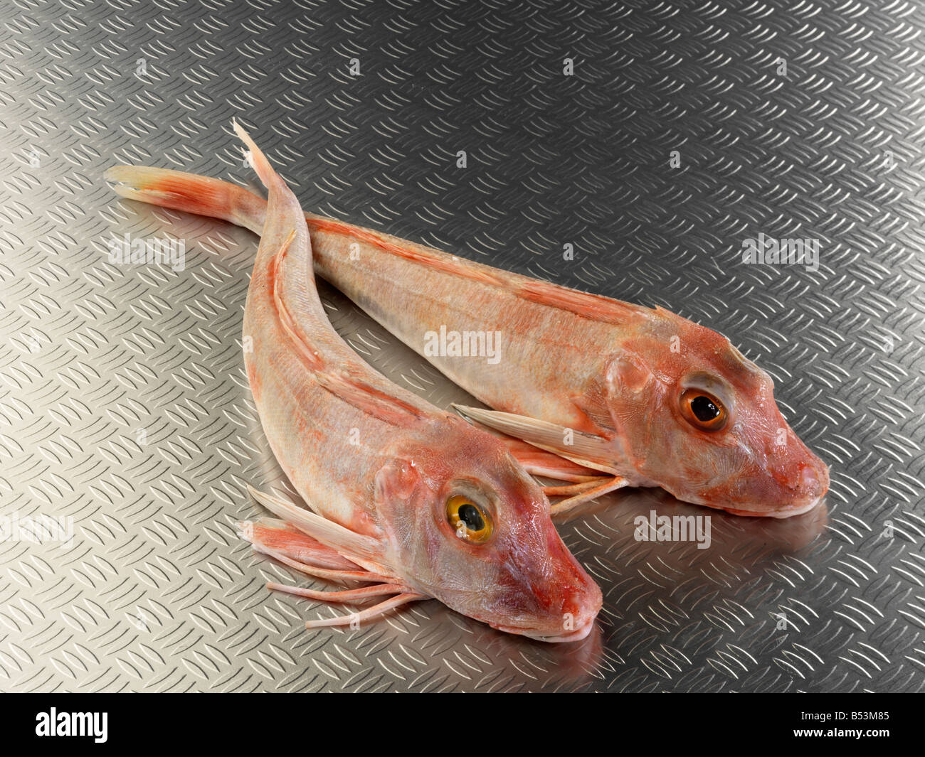 2 Gurnard Fish on a metal background Stock Photo - Alamy