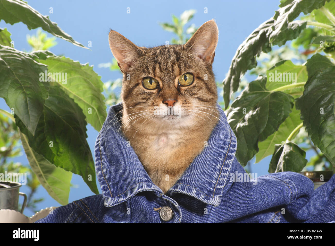 tabby domestic cat in denim jacket Stock Photo - Alamy