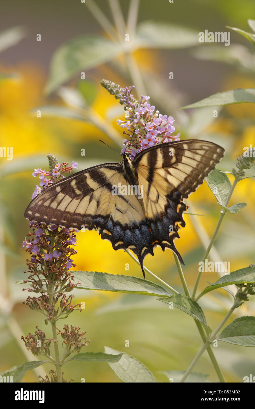 Eastern tiger swallowtail butterfly Stock Photo - Alamy
