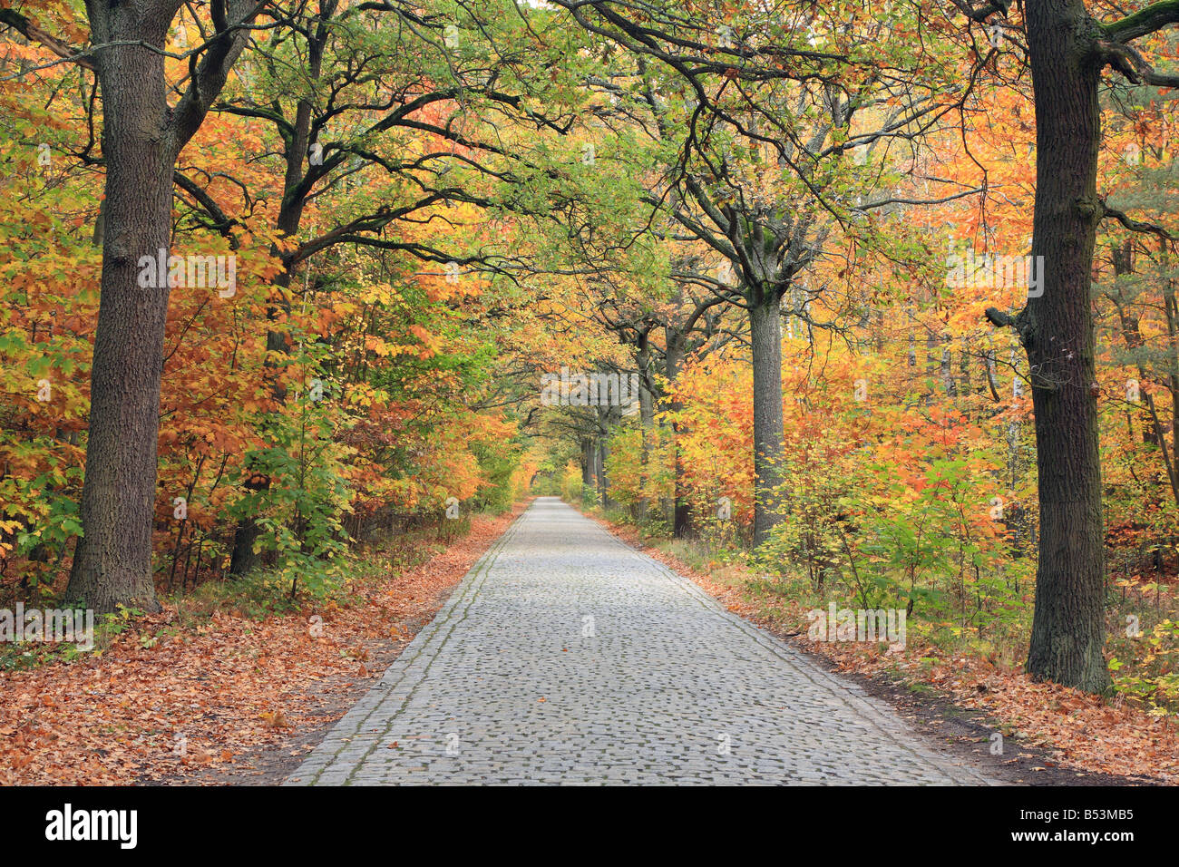 Old red oak trees lane in autumn Quercus rubra Stock Photo - Alamy