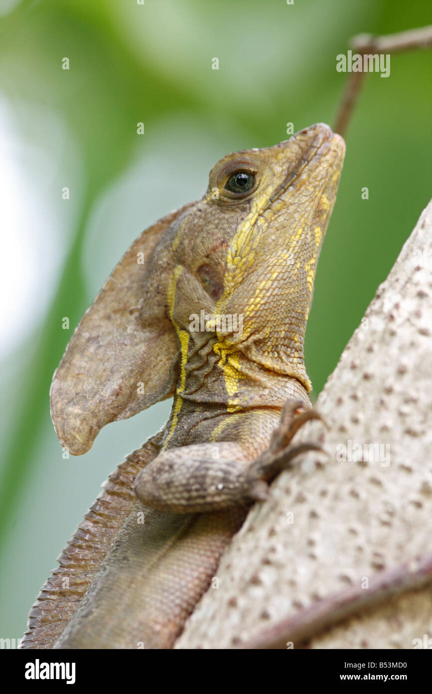 Young monkey Lala lizard on the island of Roatan in Honduras Stock ...