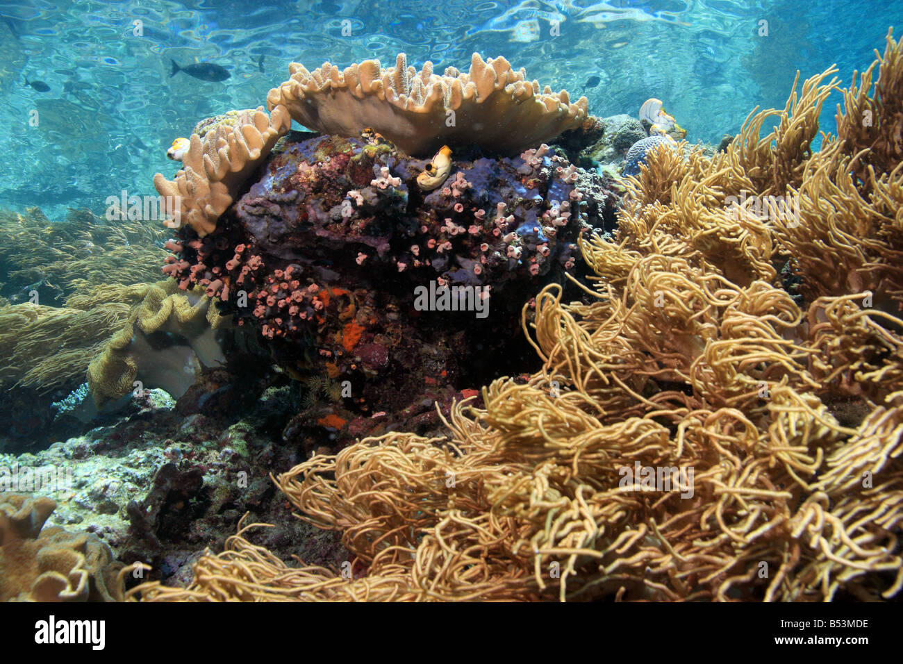 Indonesian coral reef in shallow waters Stock Photo - Alamy
