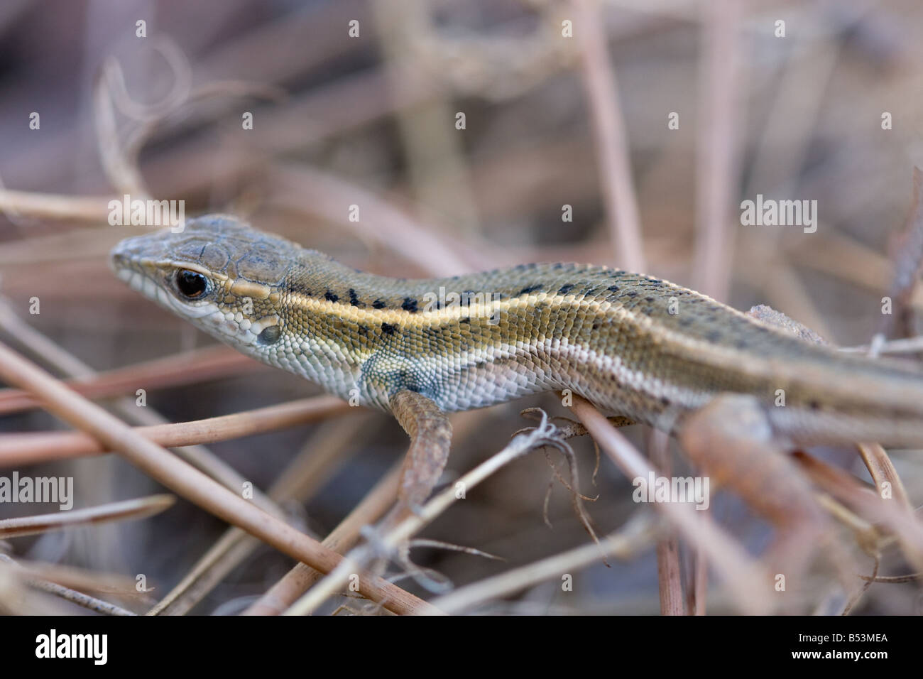 Ophisops elegans, Snake-eyed Lizard, Snake-eyed Lacertid Stock Photo ...