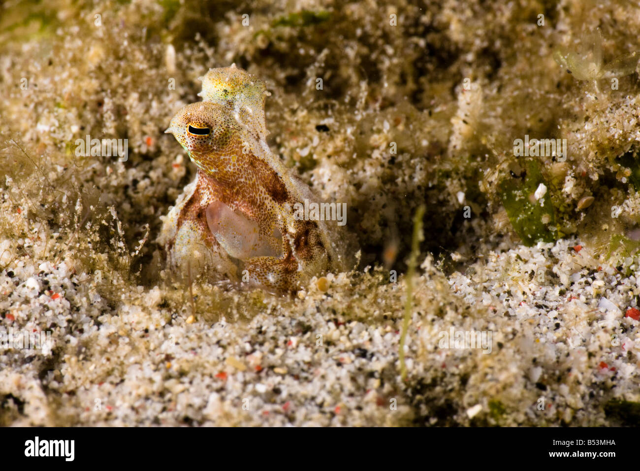 An undescribed species of long armed octopus, Octopus sp, Komodo ...