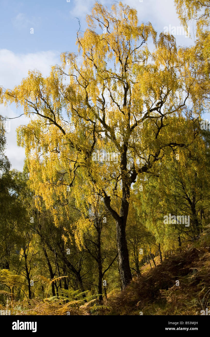 Birch woodland in Glen Lyon Scotland Stock Photo - Alamy