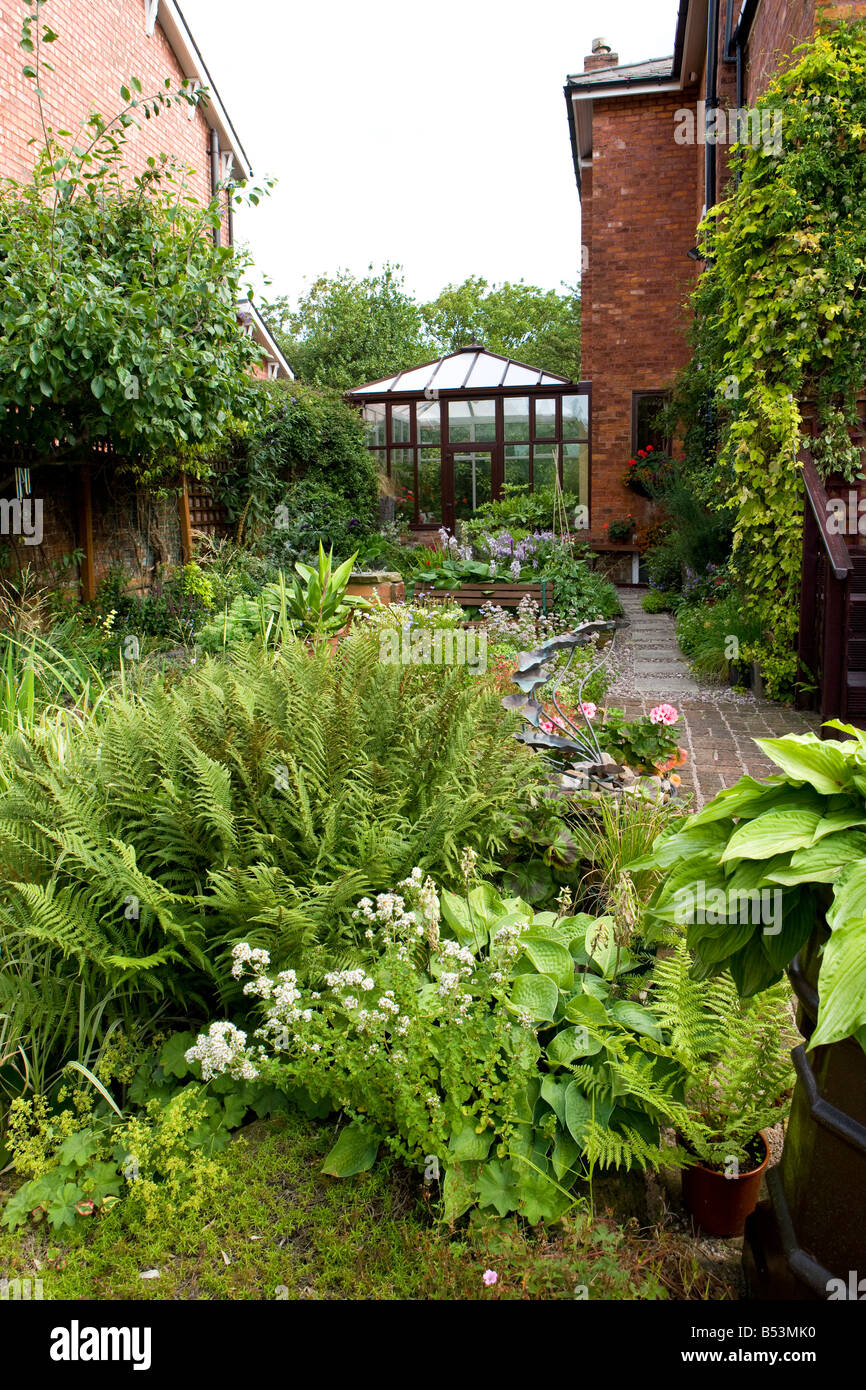 large ferns growing in a rear garden Stock Photo - Alamy