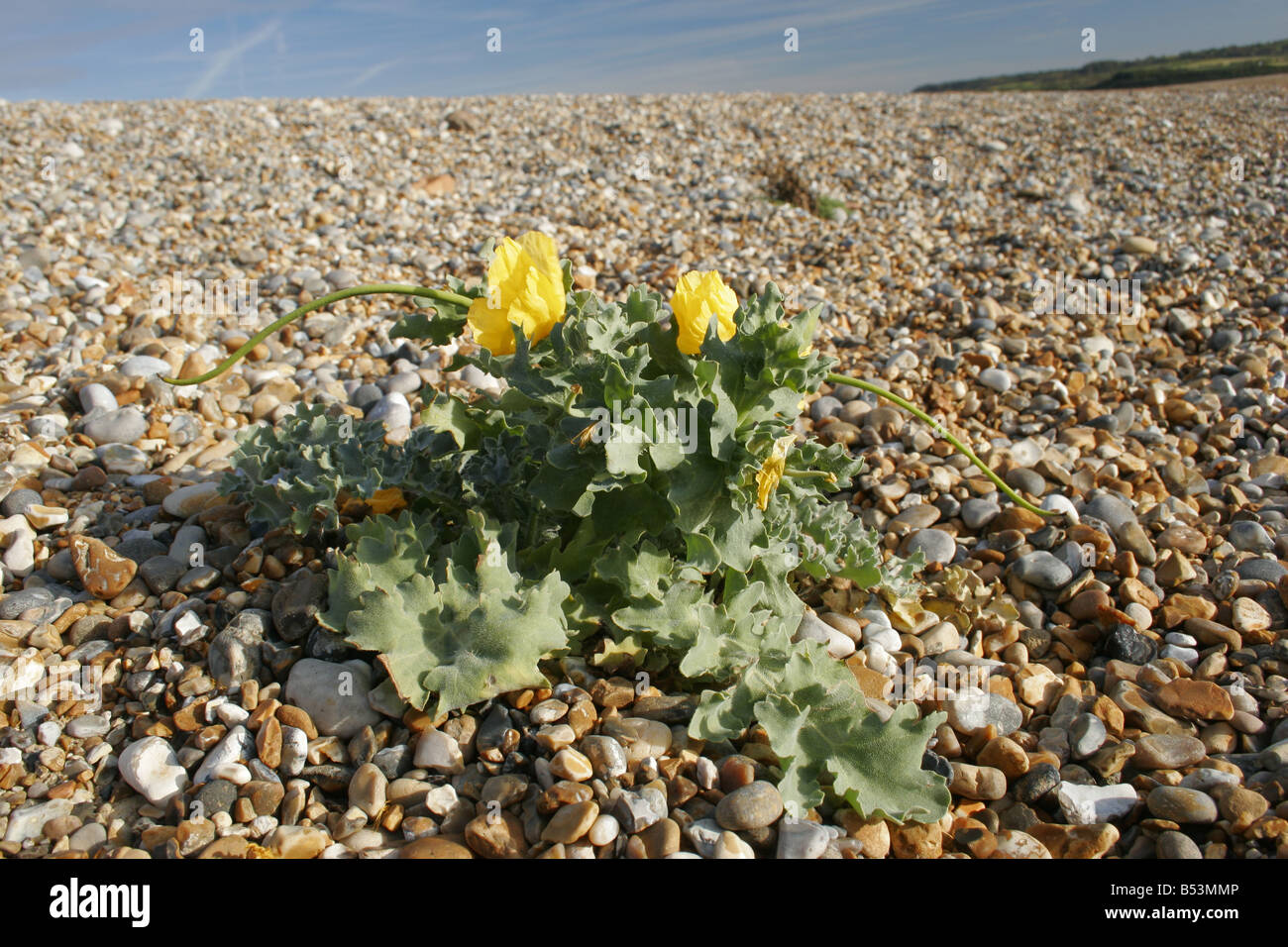 Yellow horned poppy, Glaucium flavum, growing on a shingle beach Stock ...