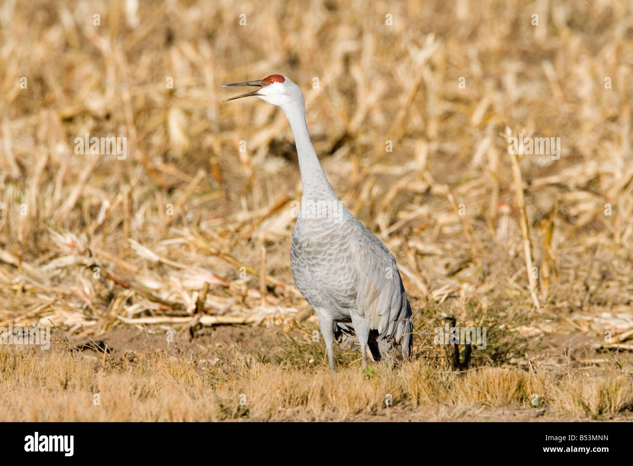 Sandhill Crane Grus canadensis Stock Photo - Alamy