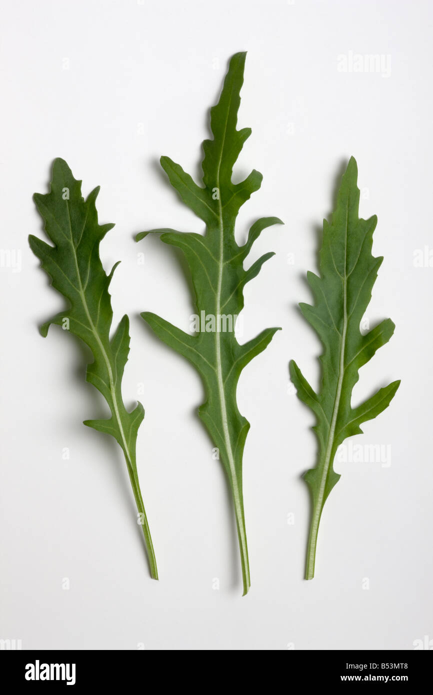 Three rocket leaves hi-res stock photography and images - Alamy
