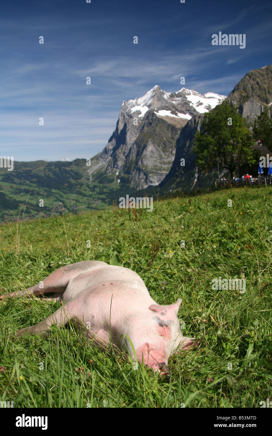 Pig farming switzerland hi-res stock photography and images - Alamy