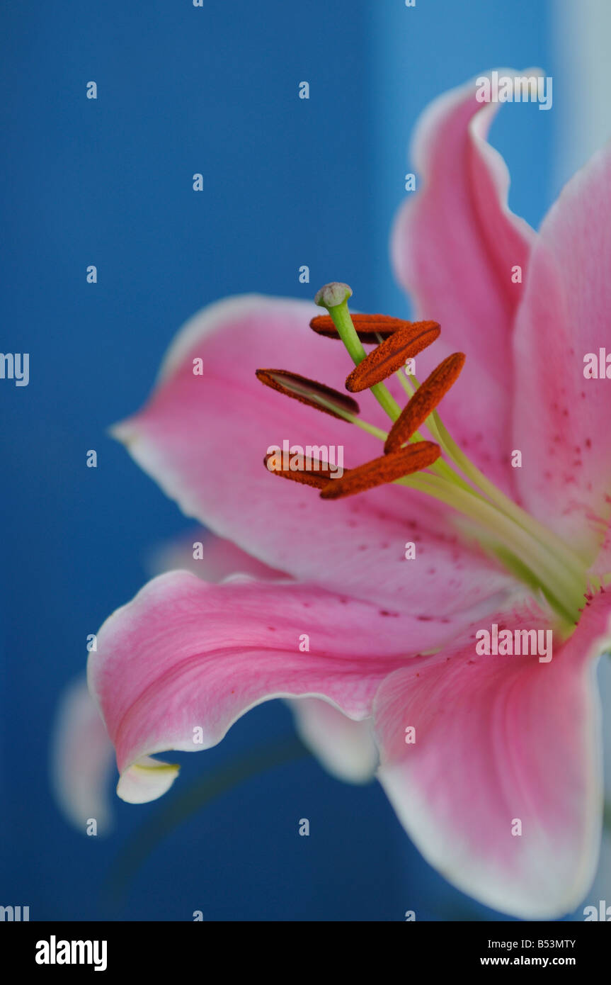 Pink Tiger Lily flower Stock Photo - Alamy