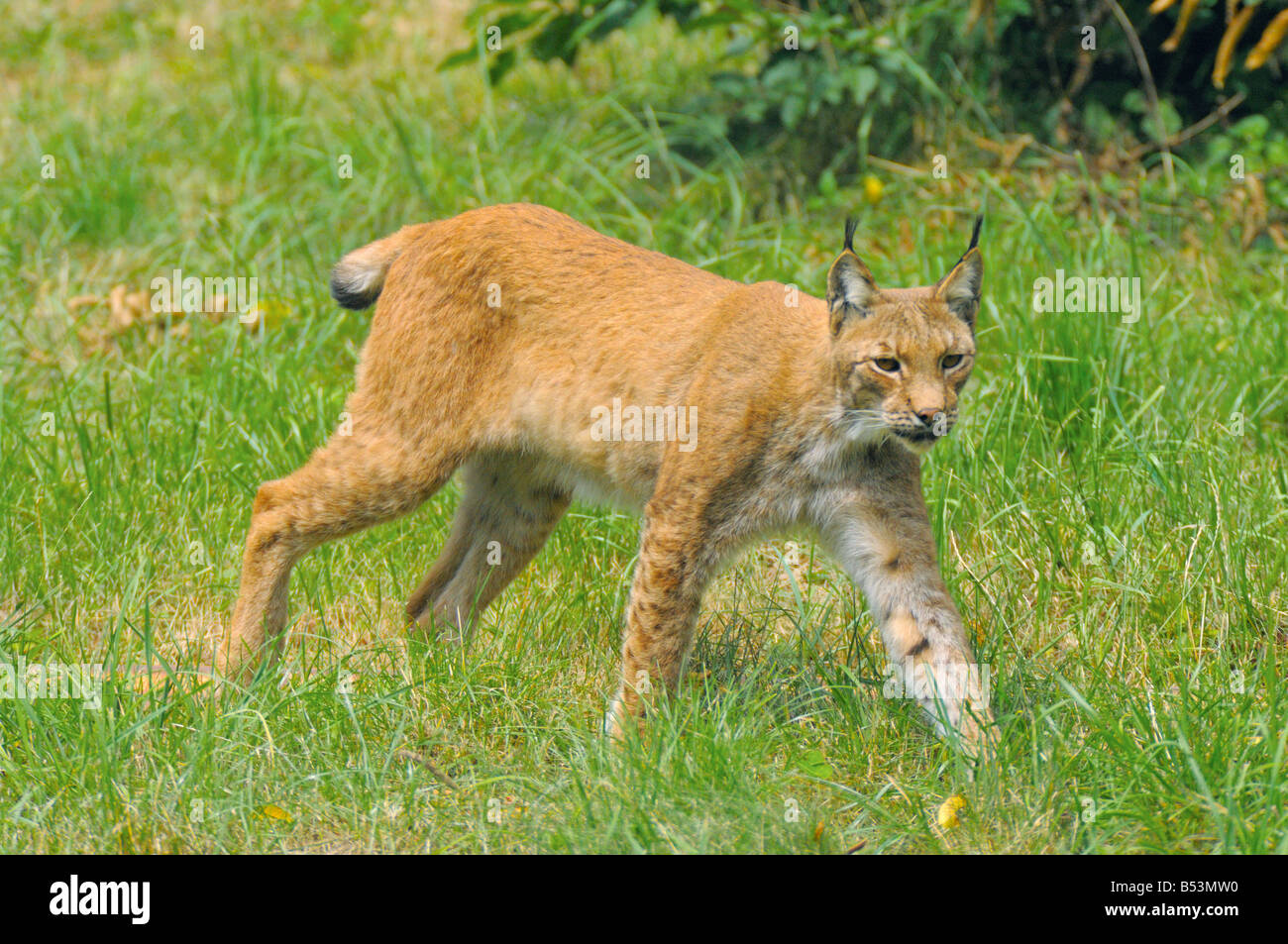 Lynx - walking on meadow / Lynx Lynx Stock Photo - Alamy