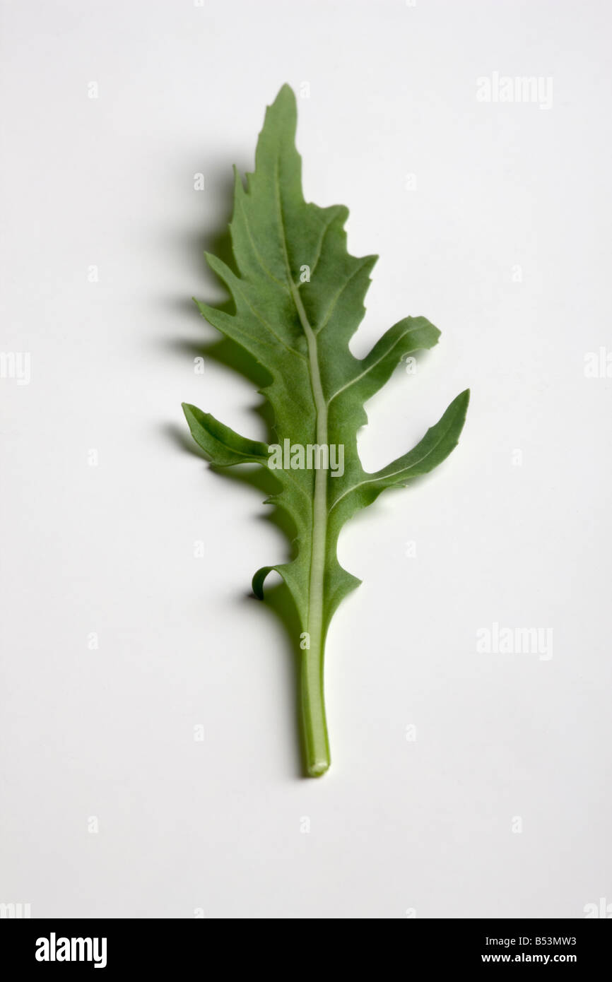 Wild Rocket Leaf Stock Photo - Alamy