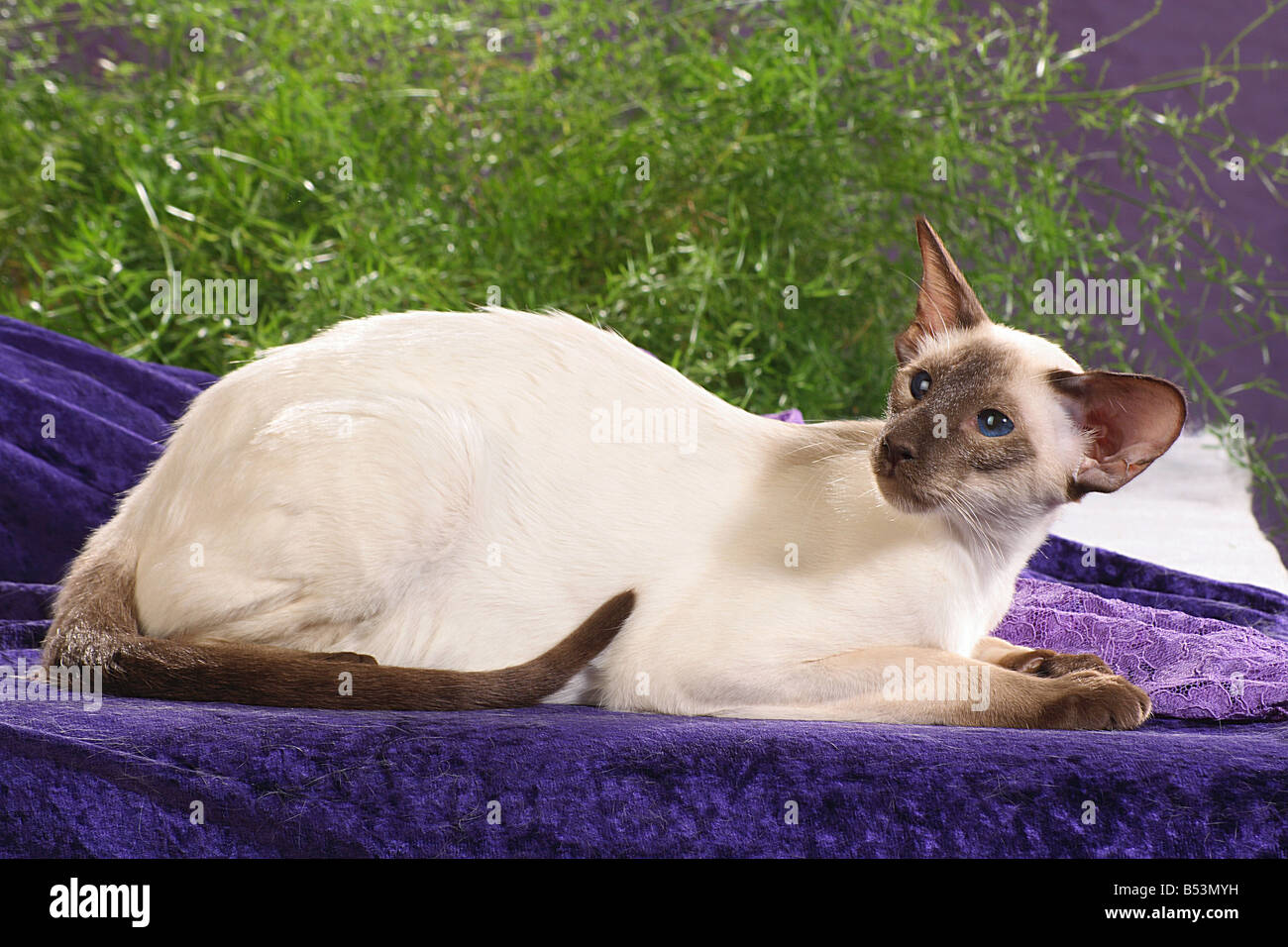 Siamese cat. Adult lying on a blanket in a garden Stock Photo - Alamy