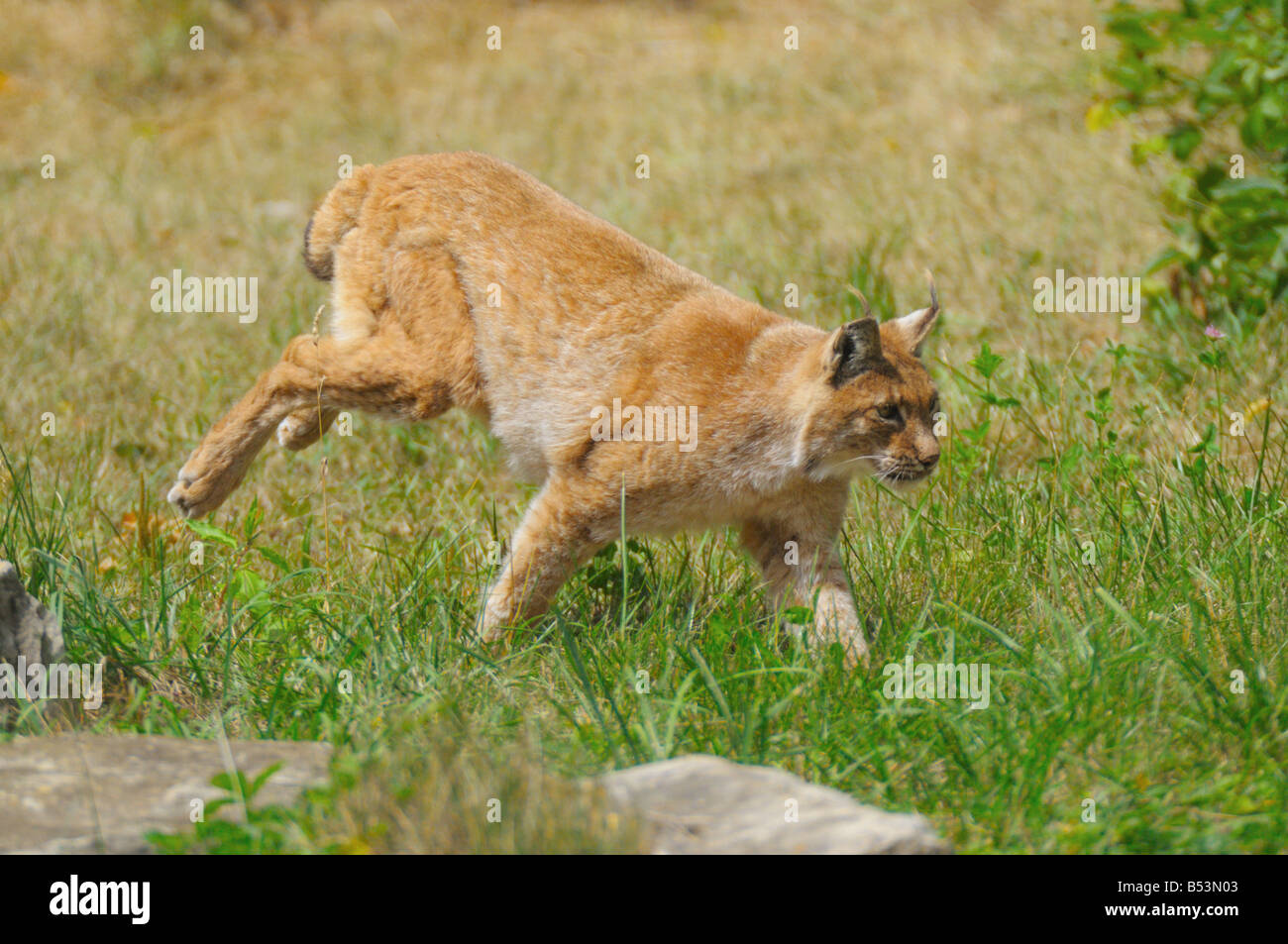 Lynx - running on meadow / Lynx lynx Stock Photo - Alamy