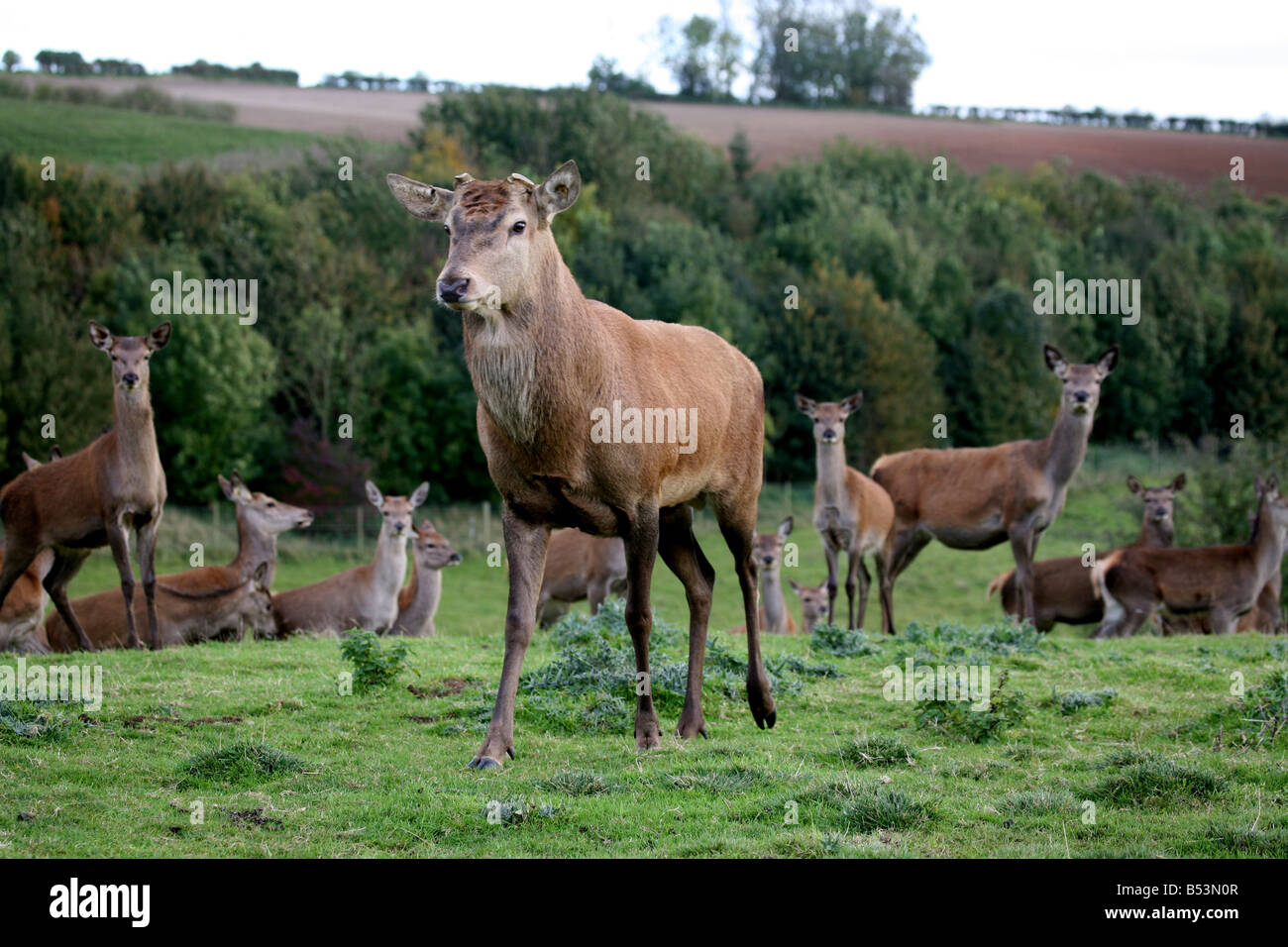 Deer in Lincolnshire deer farm Stock Photo - Alamy