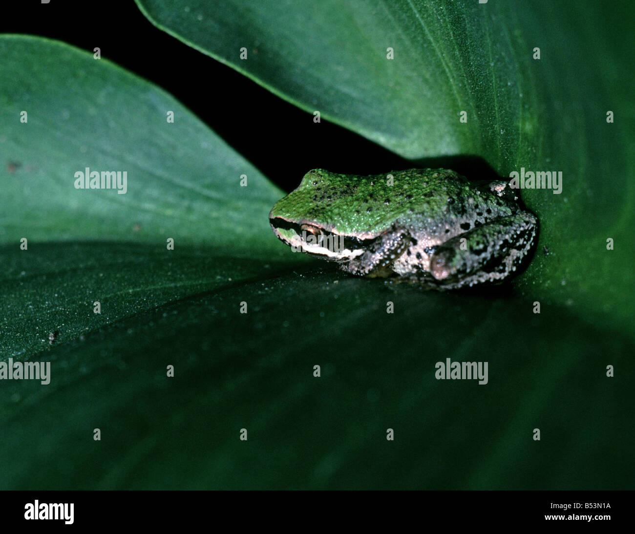 Pacific tree frog hyla regilla hi-res stock photography and images - Alamy