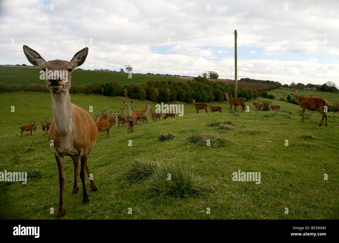 Deer in Lincolnshire deer farm Stock Photo - Alamy