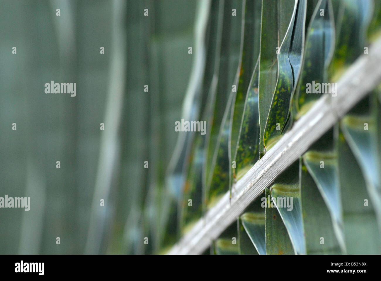 Leaf patterns hi-res stock photography and images - Alamy