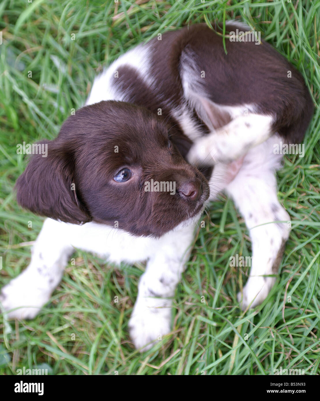 English springer spaniel puppy hi-res stock photography and images - Alamy