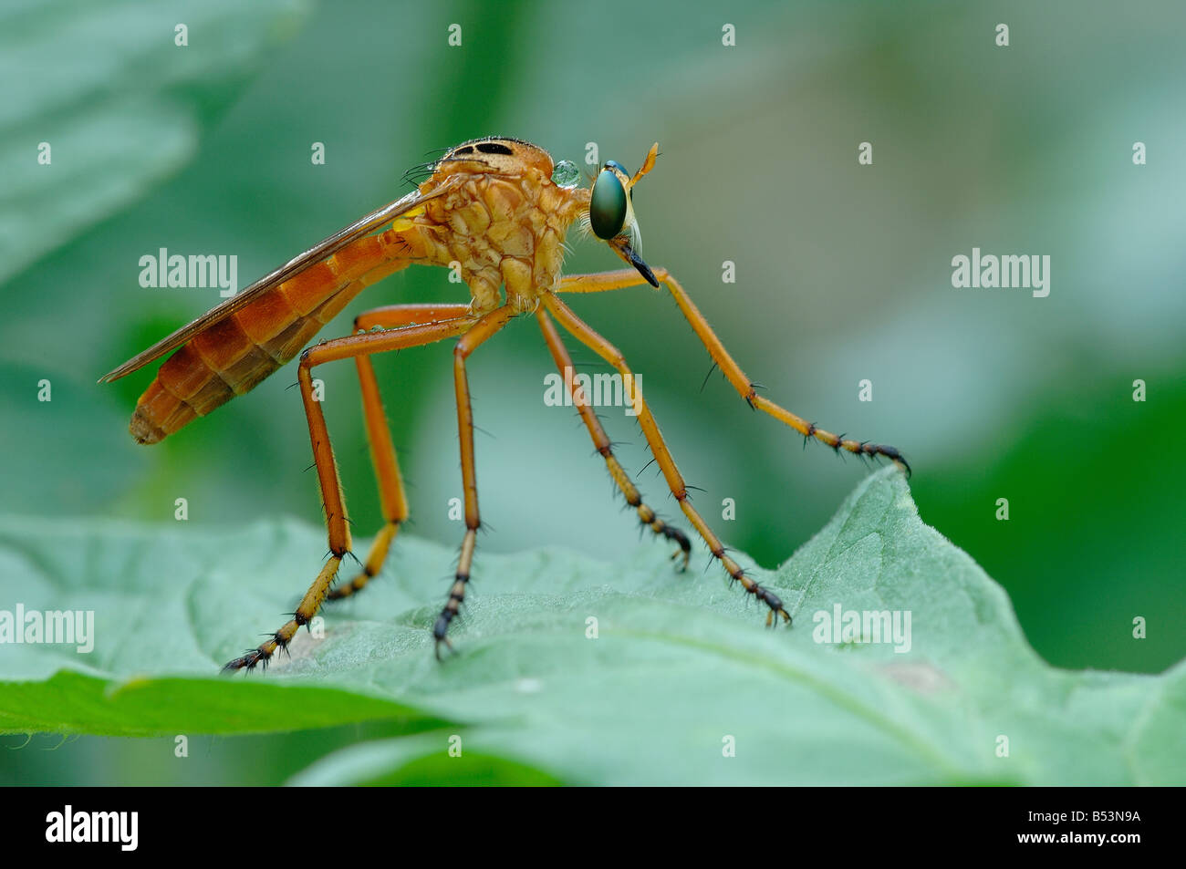 A robber fly Stock Photo - Alamy
