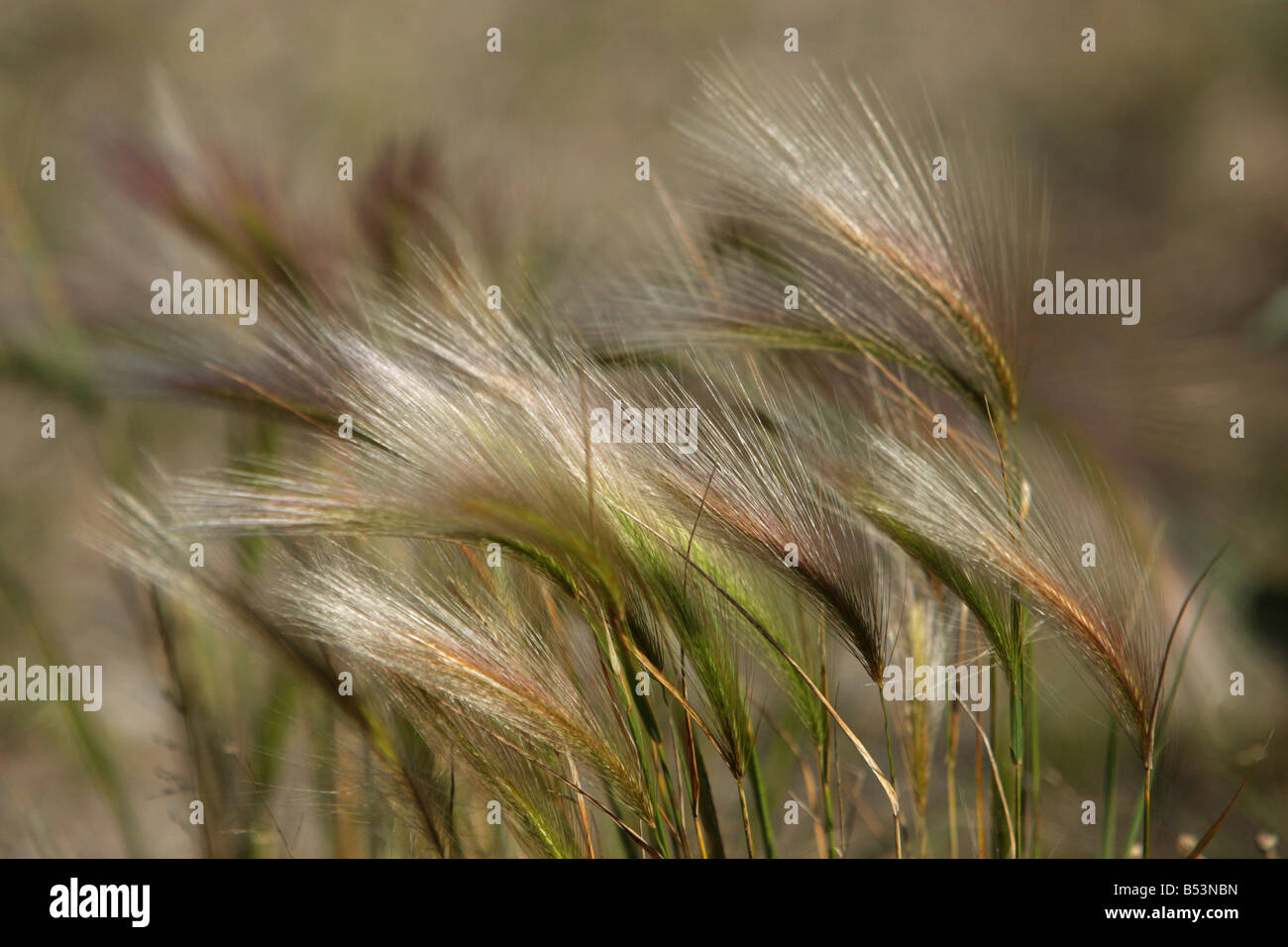 Fox tail grass bending in the wind by the side of a roadway Stock Photo ...