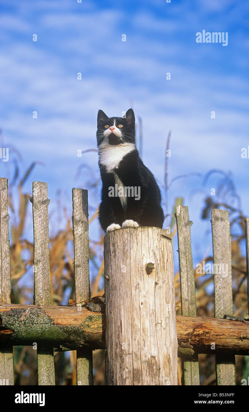 domestic kitten - sitting on post Stock Photo - Alamy