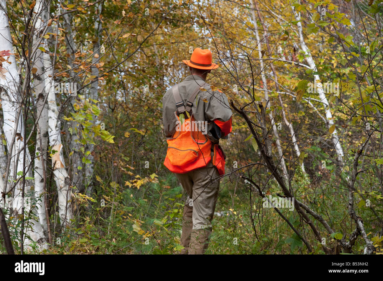 Woodcock grouse partridge hunting hi-res stock photography and images ...