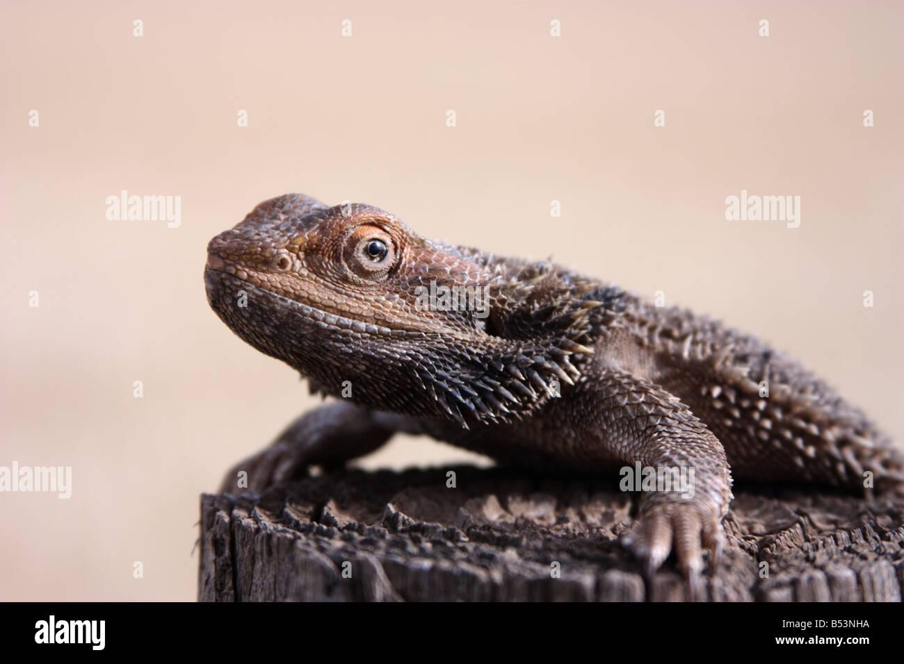 bearded dragon on post with high resolution photography Stock Photo - Alamy