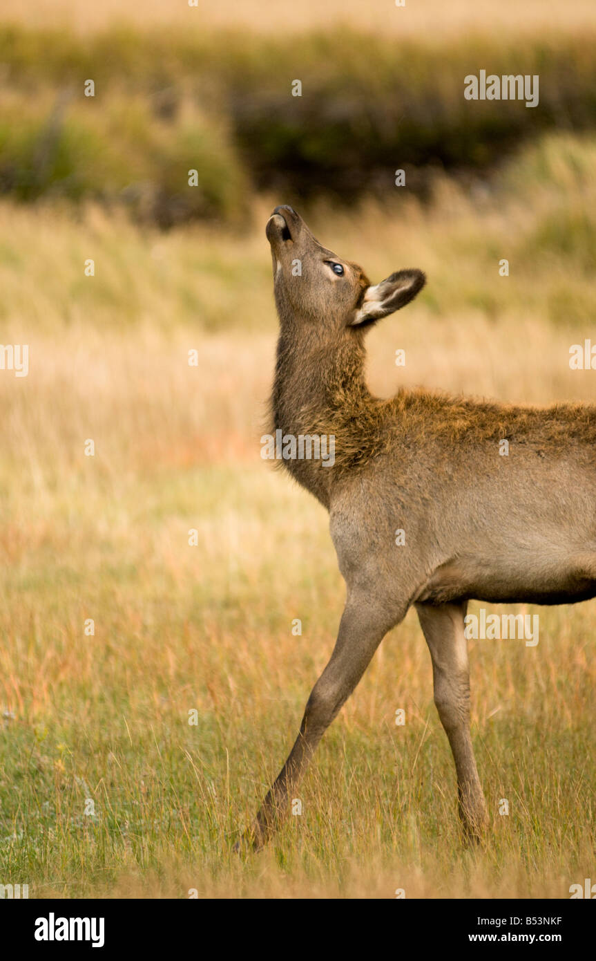Elk animal photo hi-res stock photography and images - Alamy