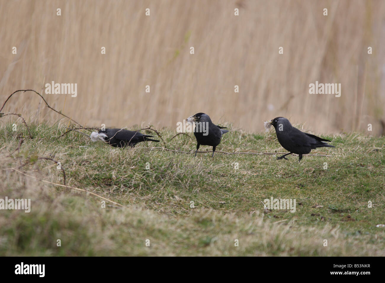 Jackdaw nest hi-res stock photography and images - Alamy