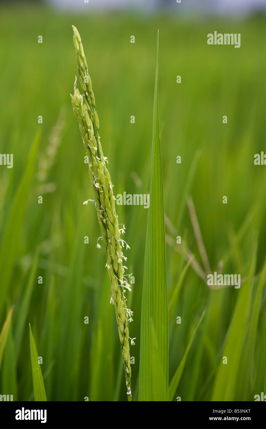 Oryza sativa. Rice plant flowers on the plant in a paddy field. Andhra ...