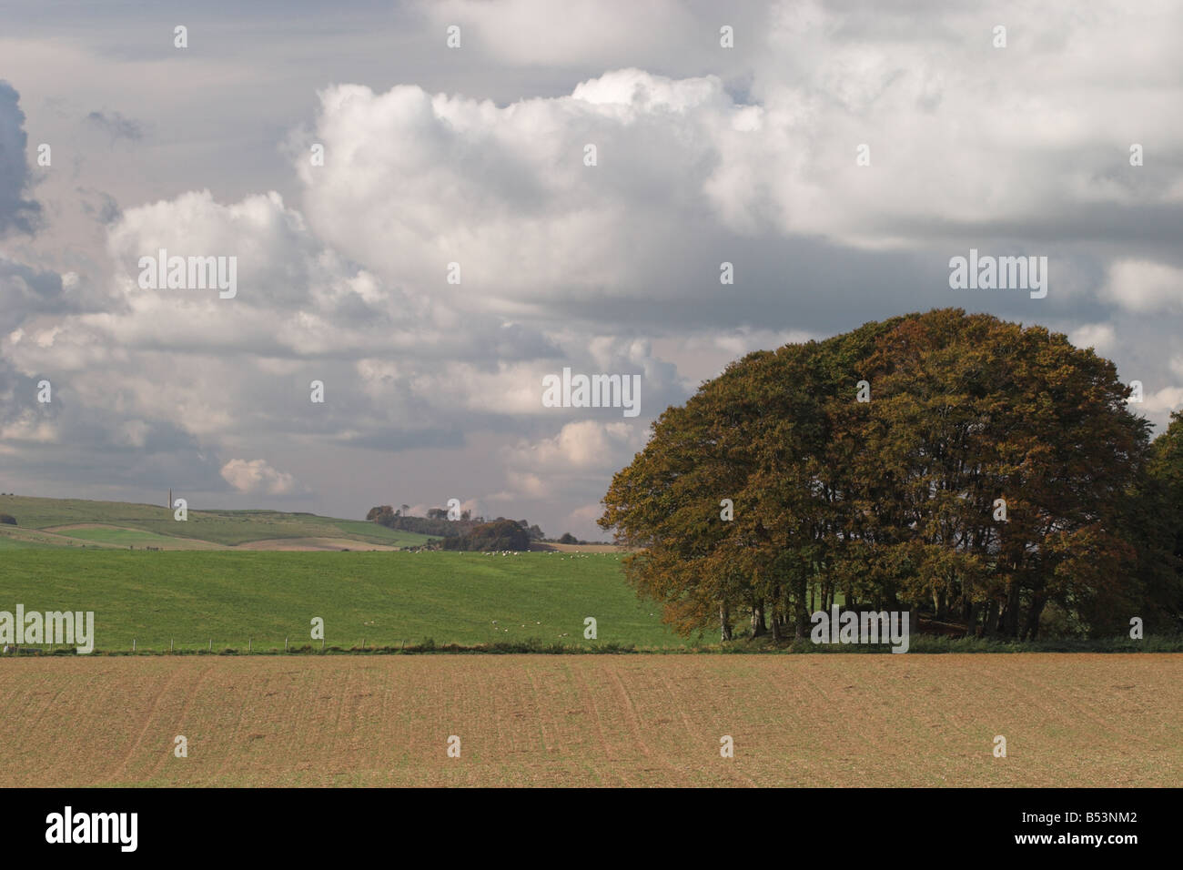 Copse of Beech Trees along The Ridgeway National Trail near Marlborough ...