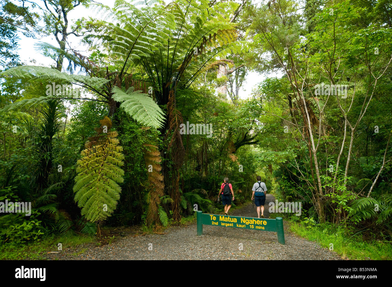 Kauri tree track hi-res stock photography and images - Alamy
