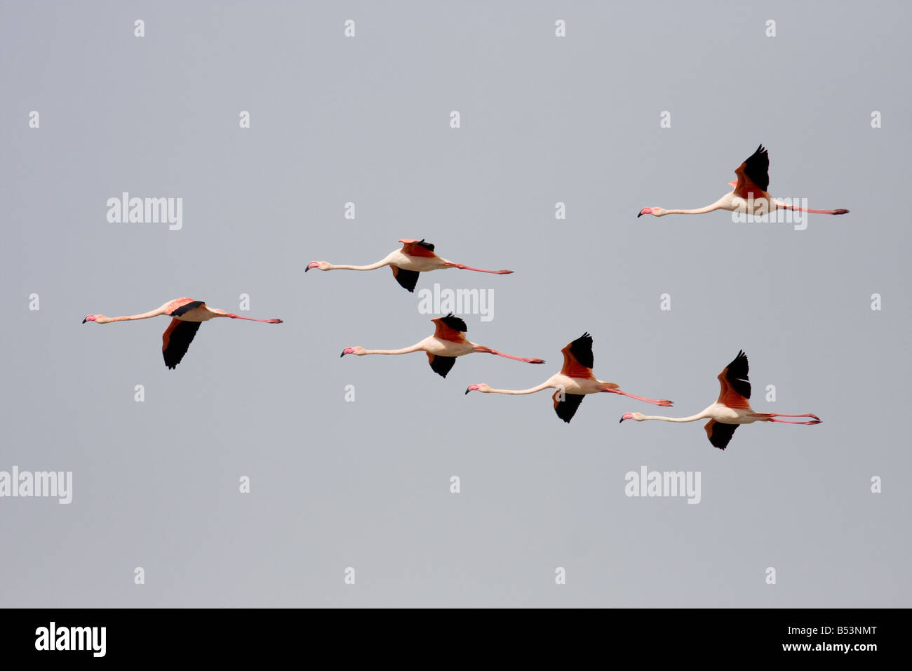 Flamingos, Phoenicopterus ruber Stock Photo - Alamy