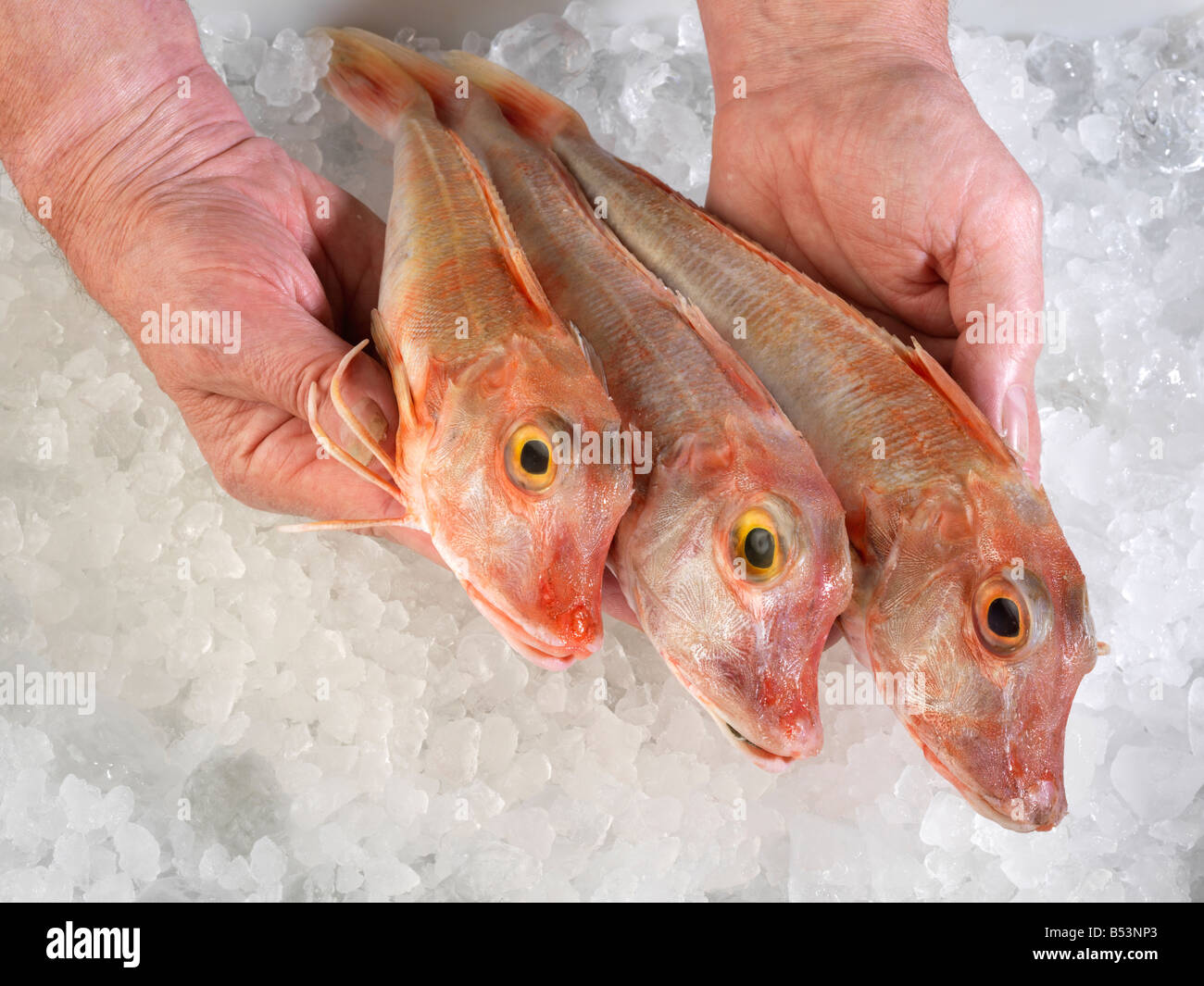 Gurnard fish hi-res stock photography and images - Alamy