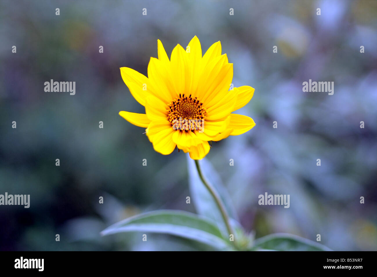 Twilight flower hi-res stock photography and images - Alamy