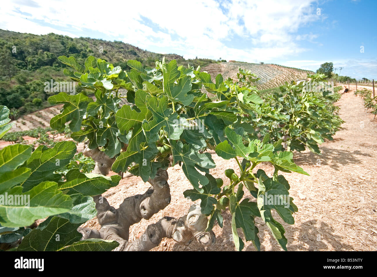 Fig Tree Fruit Orchard Stock Photos & Fig Tree Fruit Orchard Stock ...