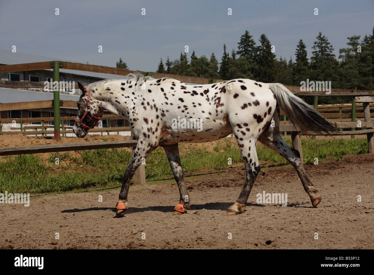 Knabstrupper hi-res stock photography and images - Alamy