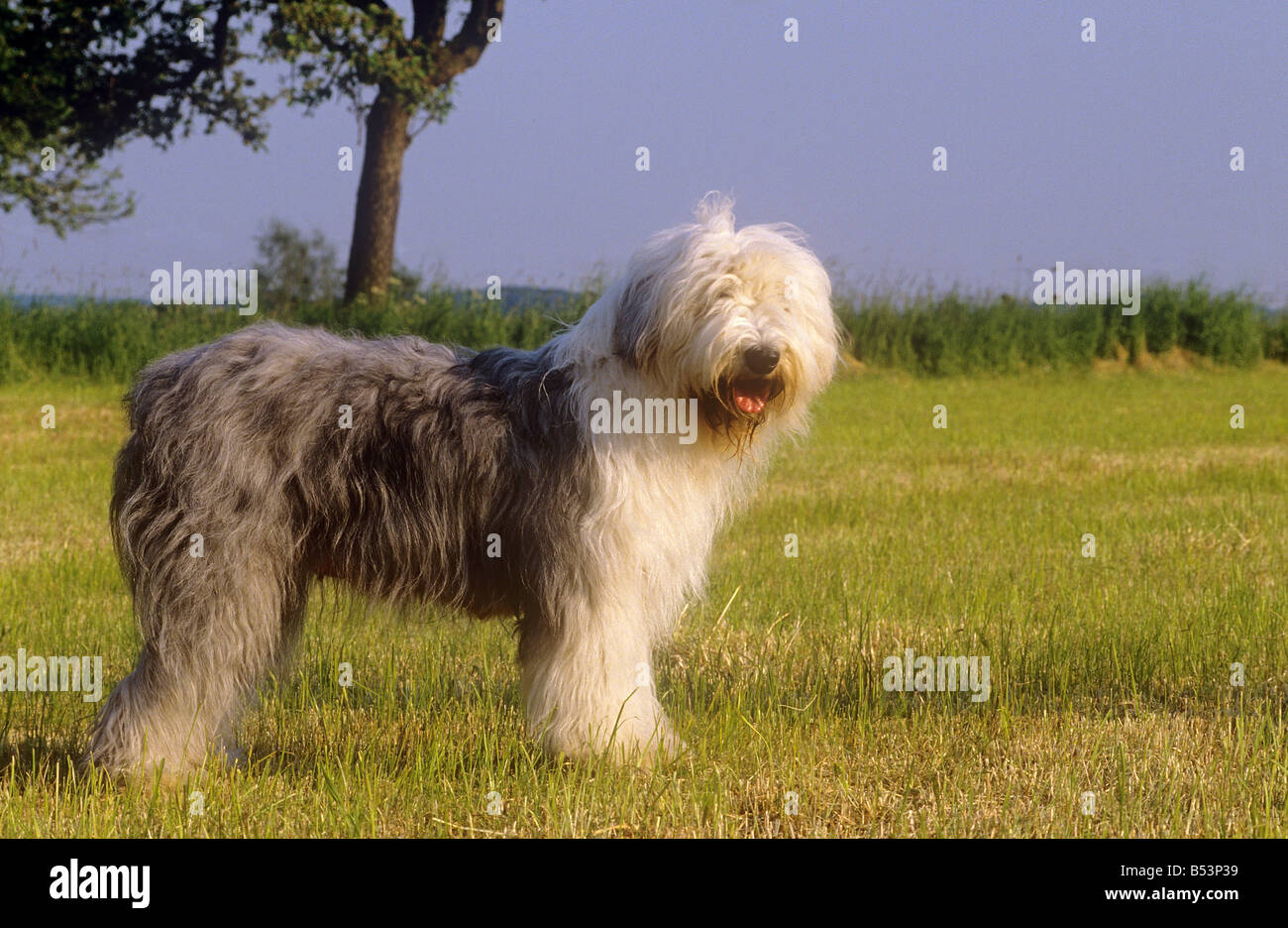 bobtail - standing on meadow Stock Photo - Alamy