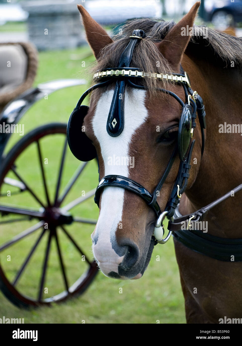 Horse in gear for the Lorenzo driving competition in Cazenovia NY, USA ...