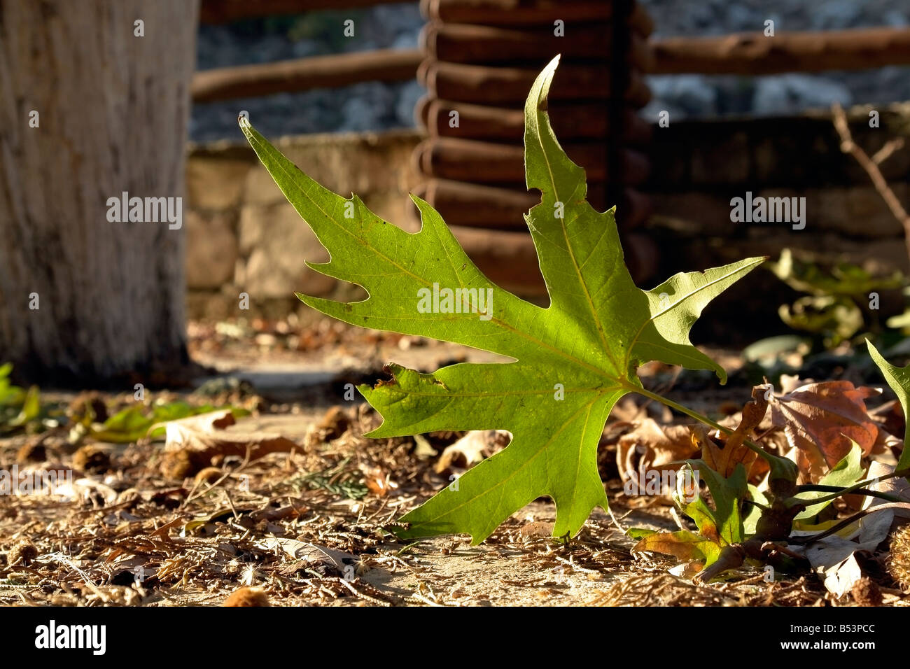 a green leaf above ground Stock Photo - Alamy