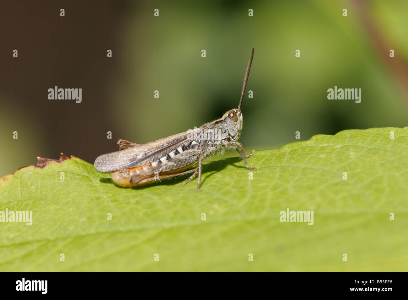 Common Field Grasshopper Resting On Leaf High Resolution Stock ...