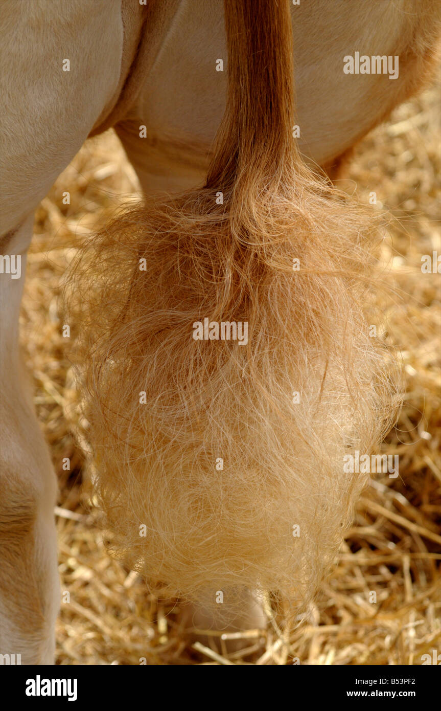 A bull tail all groomed up for the judging at Northallerton ...